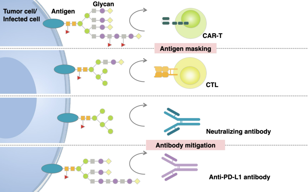 Antibody Technology Platforms for immune evasion – RCMG Inc.